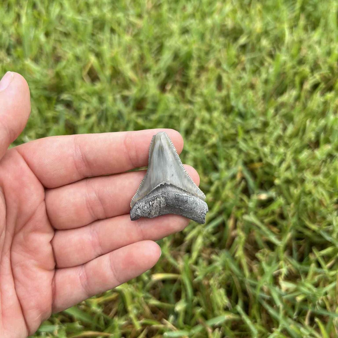 1.74" Bone Valley Megalodon Shark Tooth Fossil - Etsy