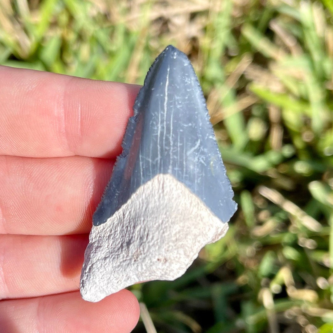 1.96” Bone Valley Megalodon Shark Tooth Fossil - Etsy