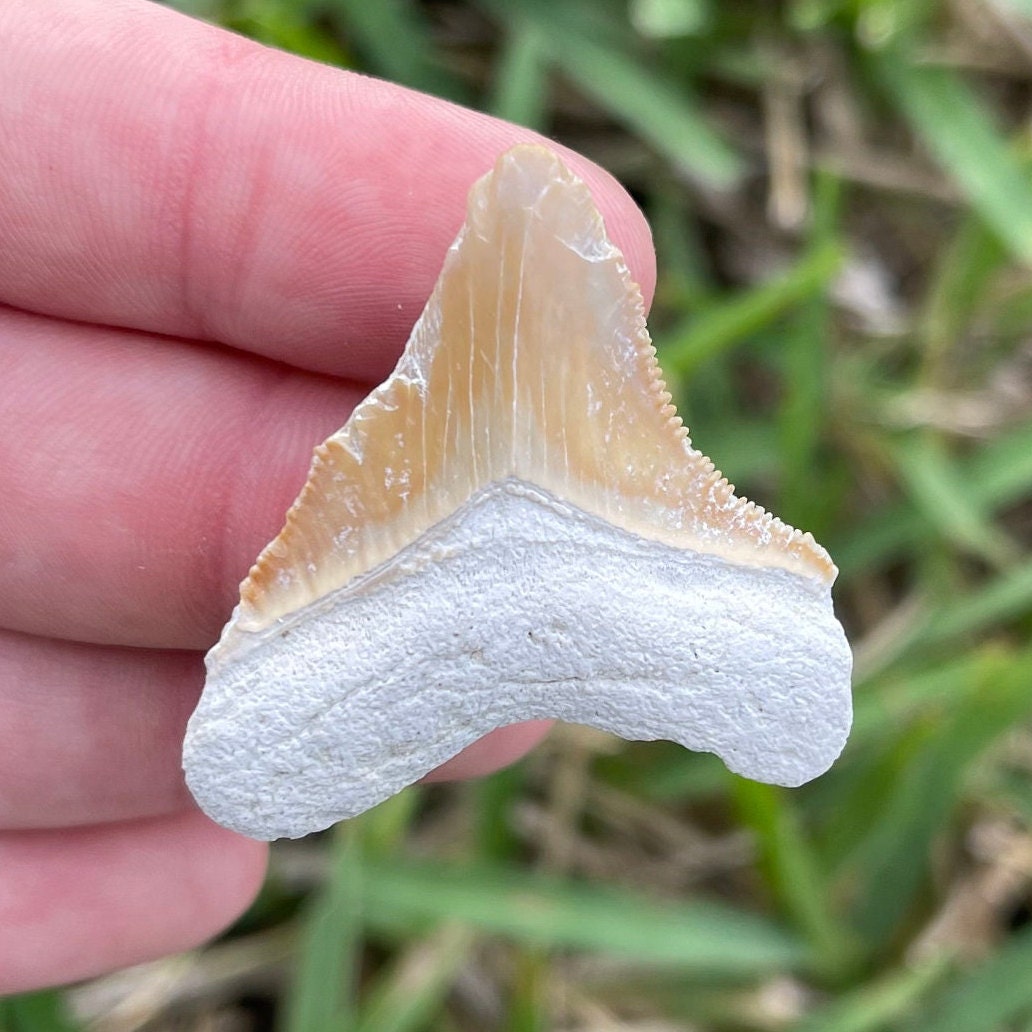 1.5 Bone Valley Megalodon Shark Tooth Fossil - Etsy