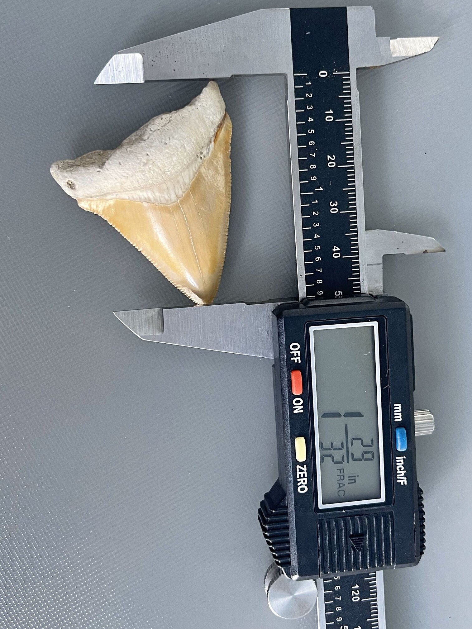 1.90" Bone Valley Megalodon Shark Tooth Fossil - Etsy