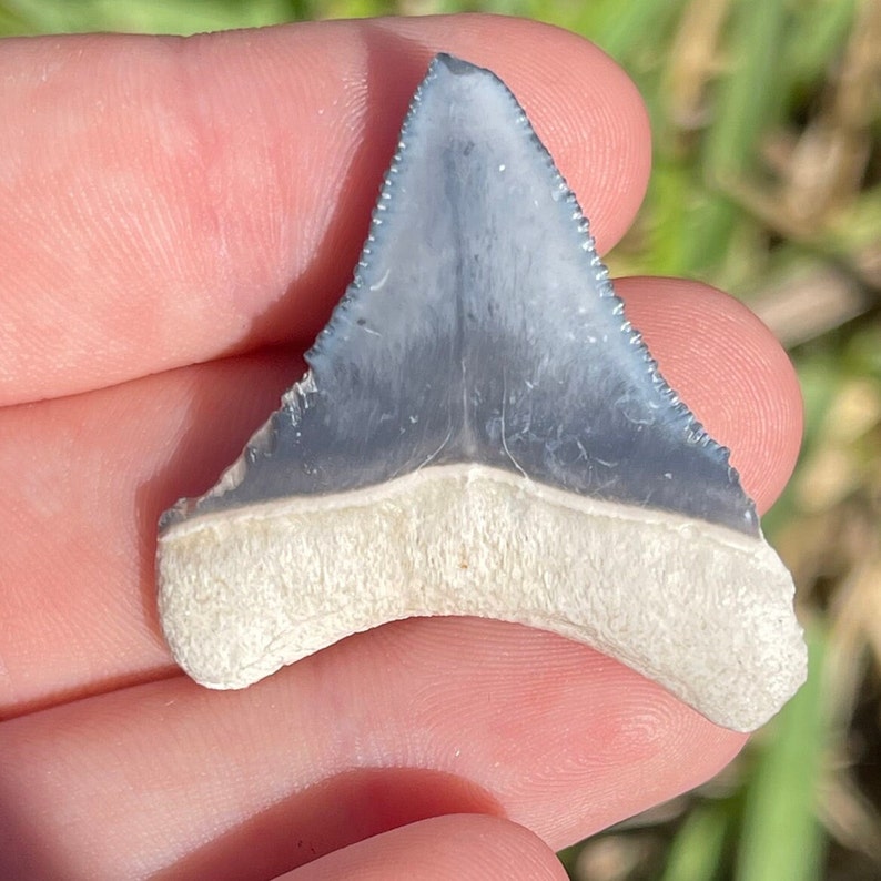 1.29 Bone Valley Megalodon Shark Tooth Fossil - Etsy