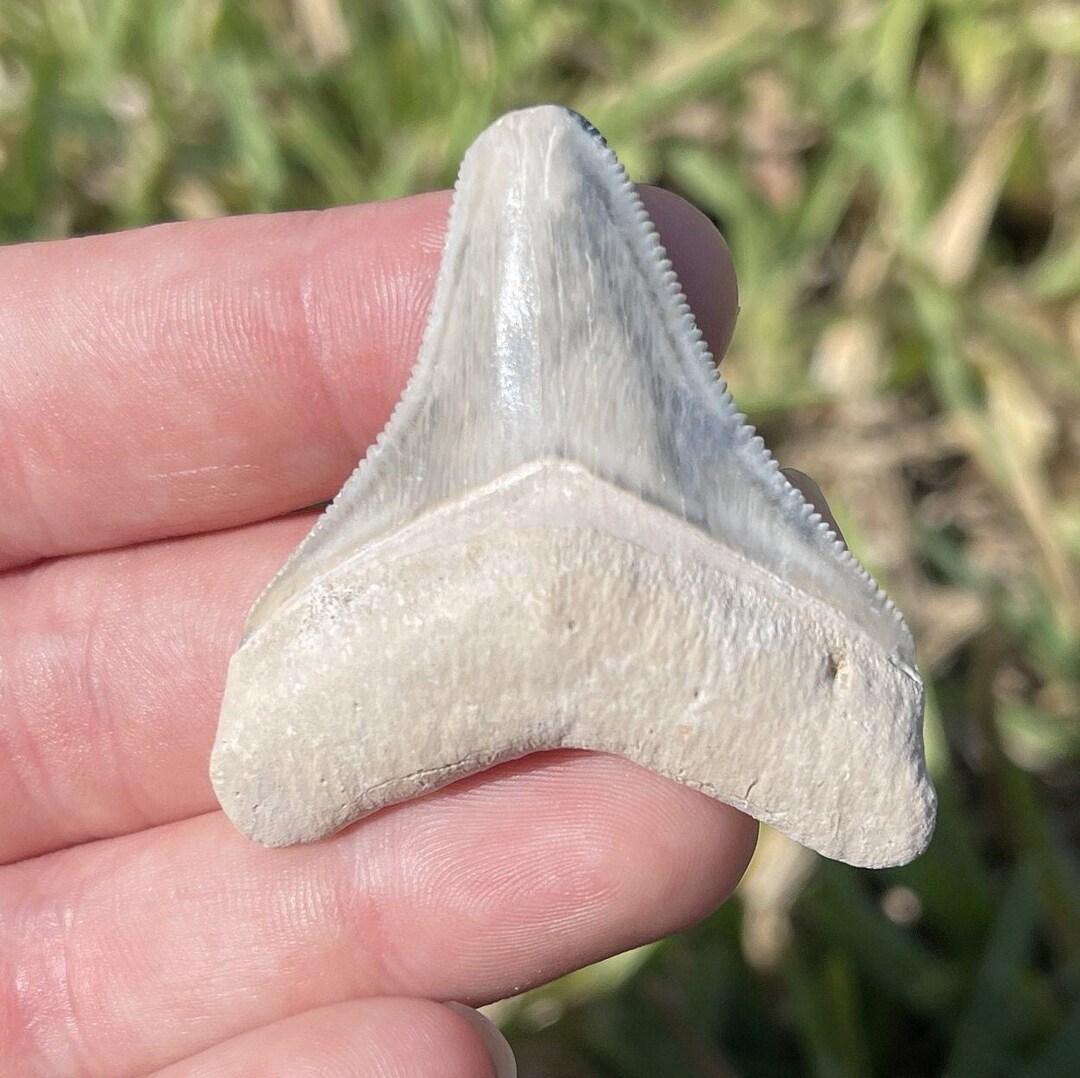 1.81" Bone Valley Megalodon Shark Tooth Fossil - Etsy