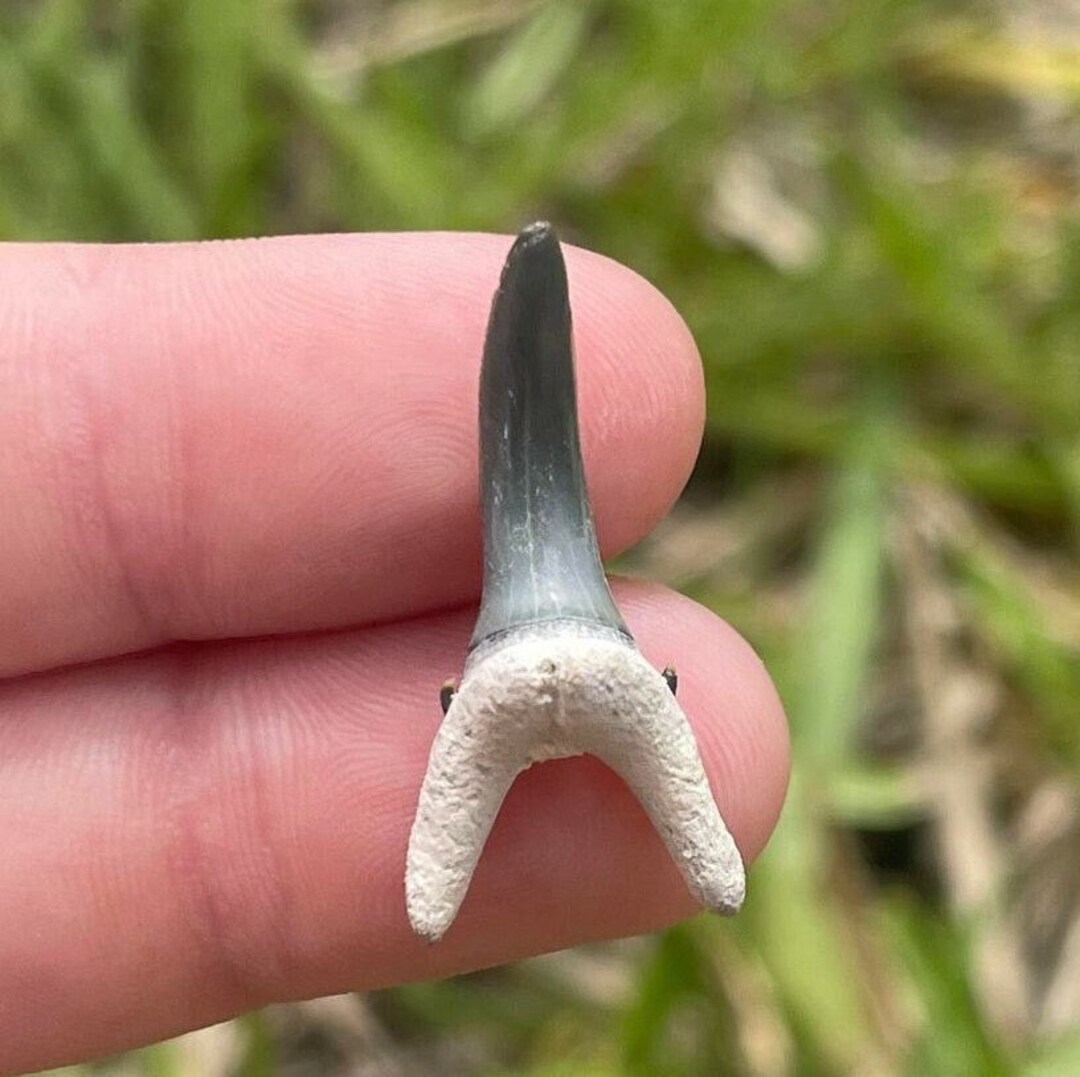 Gorgeous 1.1" Bone Valley Sand Tiger Shark Tooth Fossil - Etsy