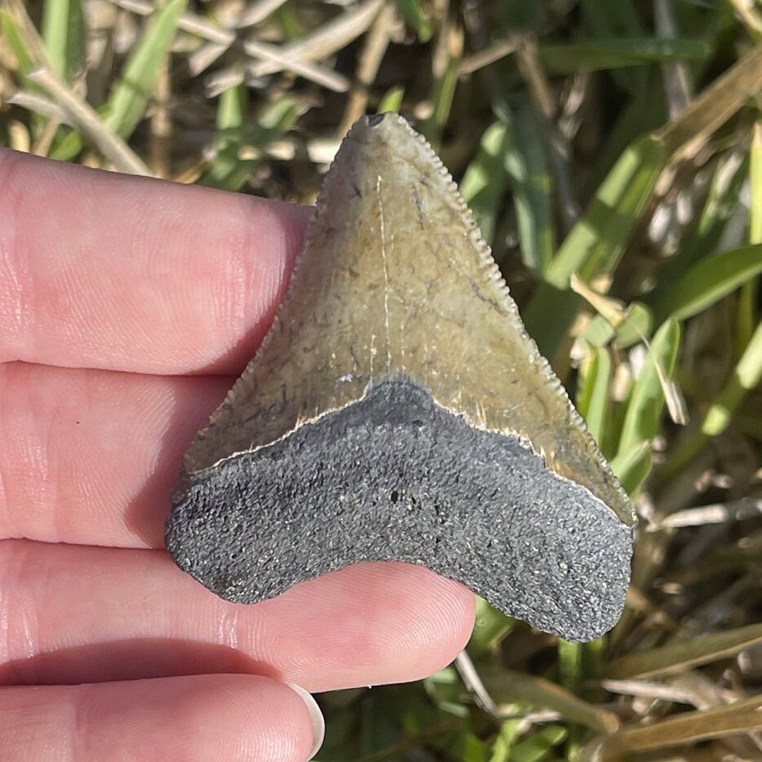 2.09" Bone Valley Megalodon Shark Tooth Fossil - Etsy