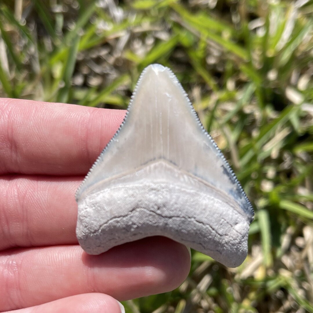 1.97" Bone Valley Megalodon Shark Tooth Fossil - Etsy