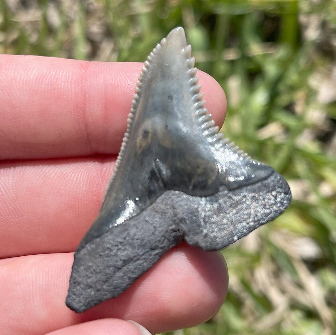 1.75 Bone Valley Hemipristis Shark Tooth Fossil - Etsy