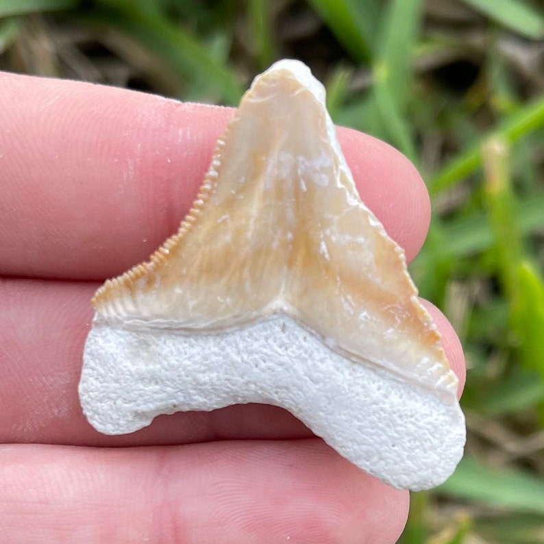 1.5 Bone Valley Megalodon Shark Tooth Fossil - Etsy