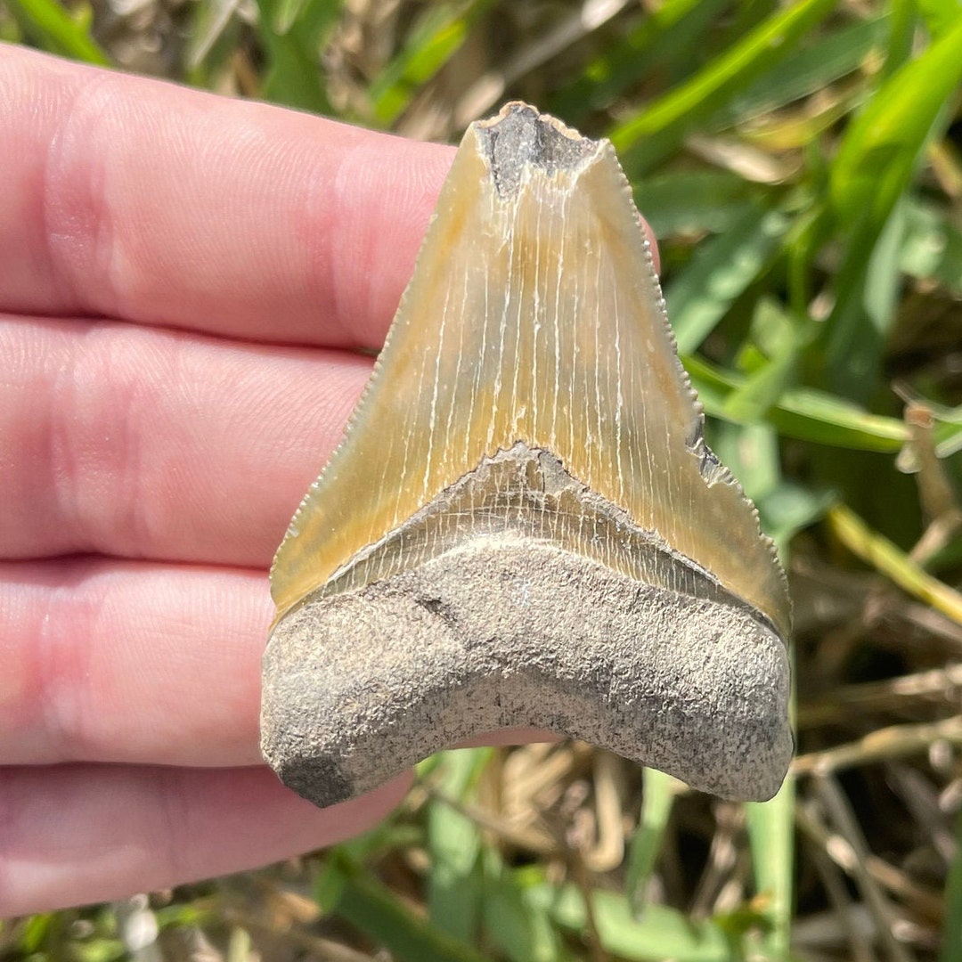 2.14” Bone Valley Megalodon Shark Tooth Fossil - Etsy
