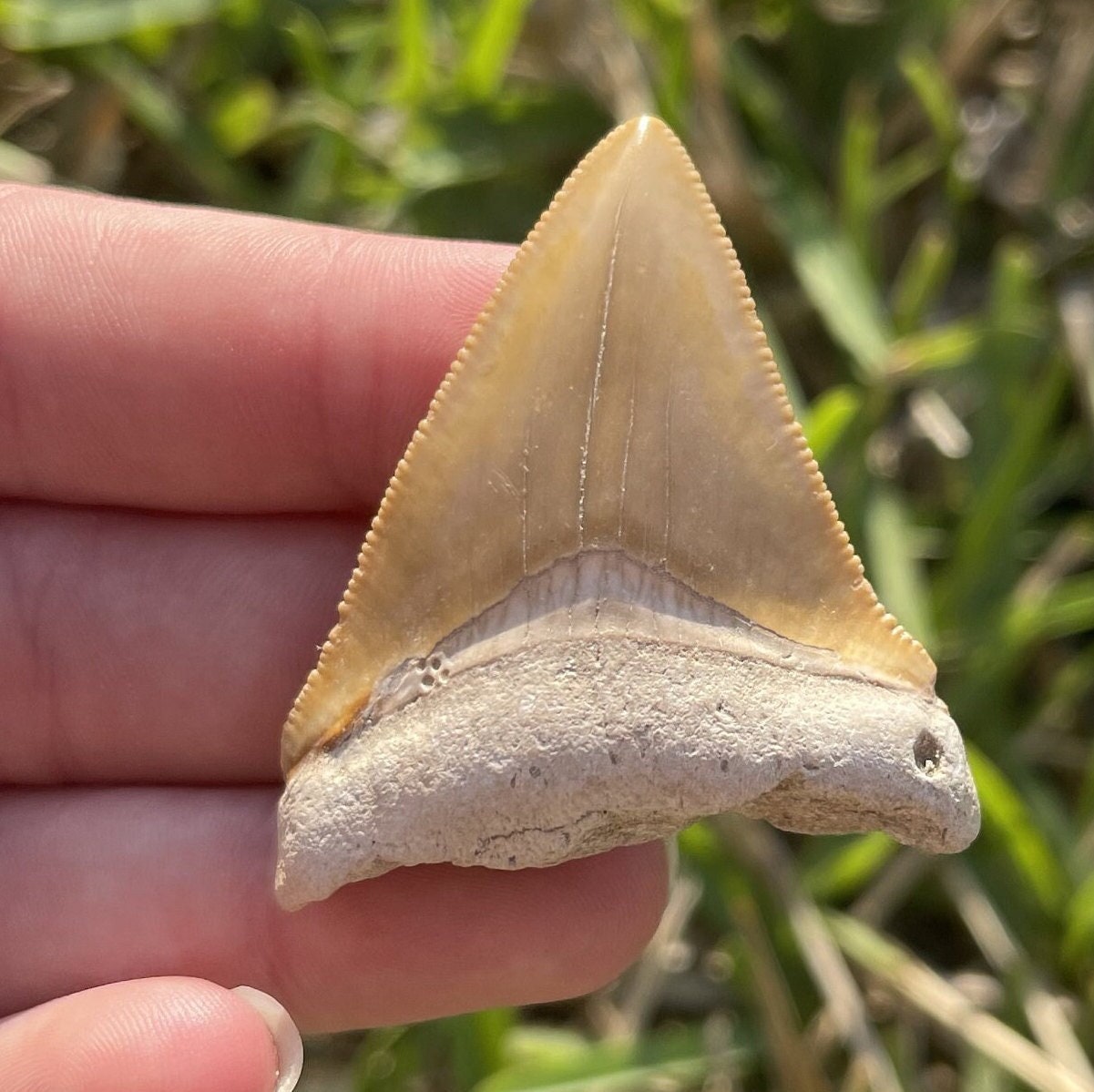 1.90" Bone Valley Megalodon Shark Tooth Fossil - Etsy