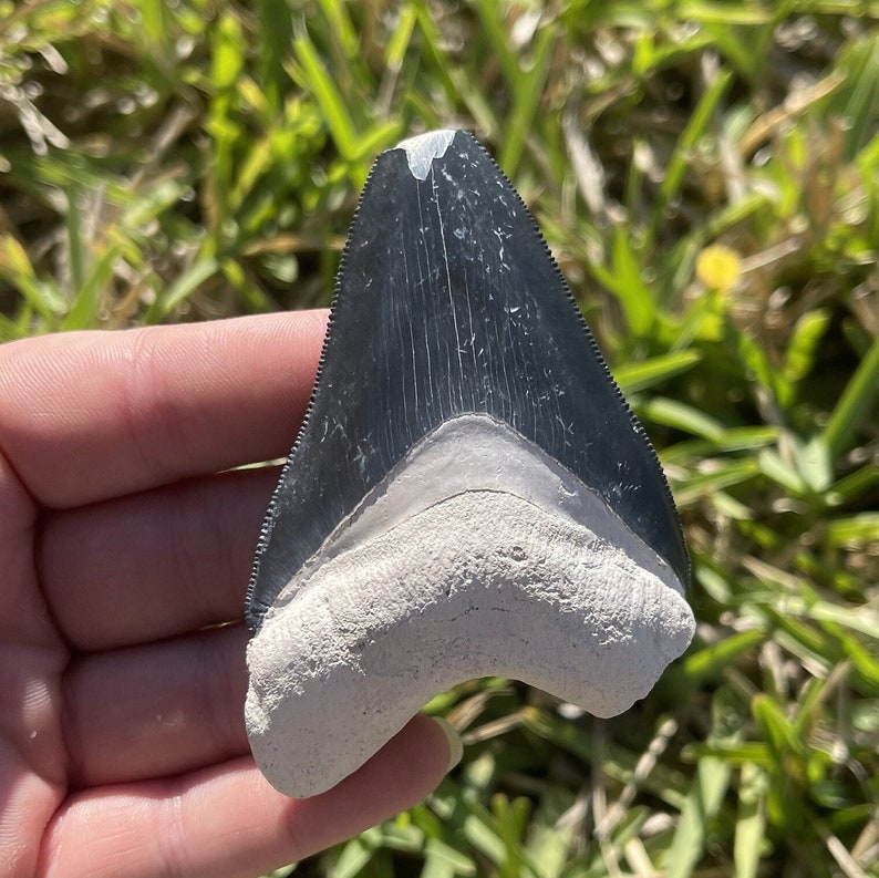 3.28" Bone Valley Megalodon Shark Tooth Fossil - Etsy