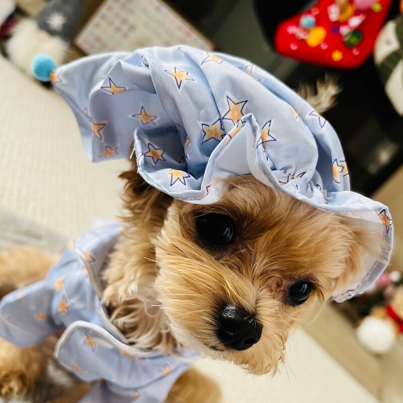 Cute Dog Clothes - Etsy