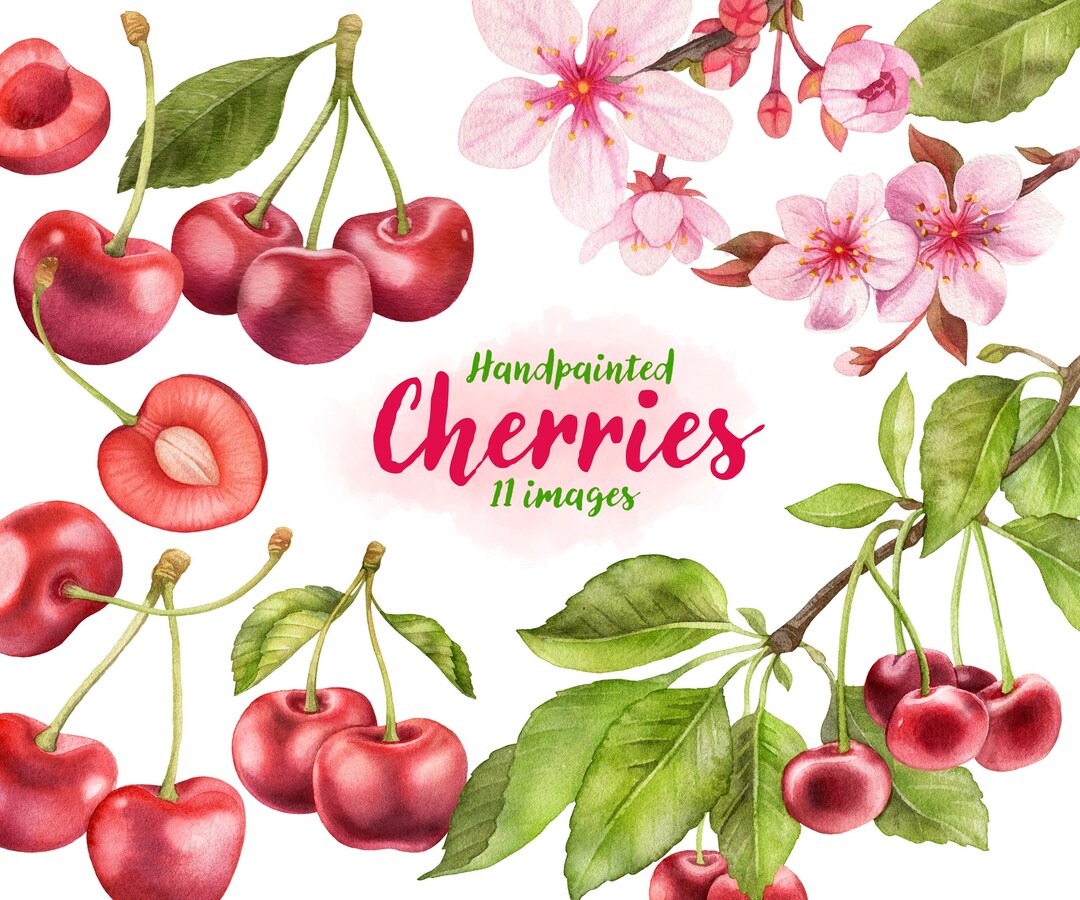 Watercolor Cherry Clipart, Cherry Blossom, Hand Painted Fruit Graphic ...