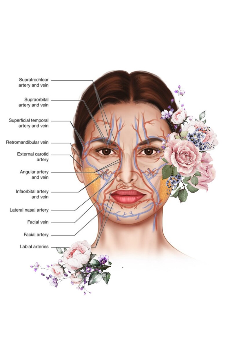 Dermal Filler Poster Facial Anatomy Poster Botox Poster Lip - Etsy