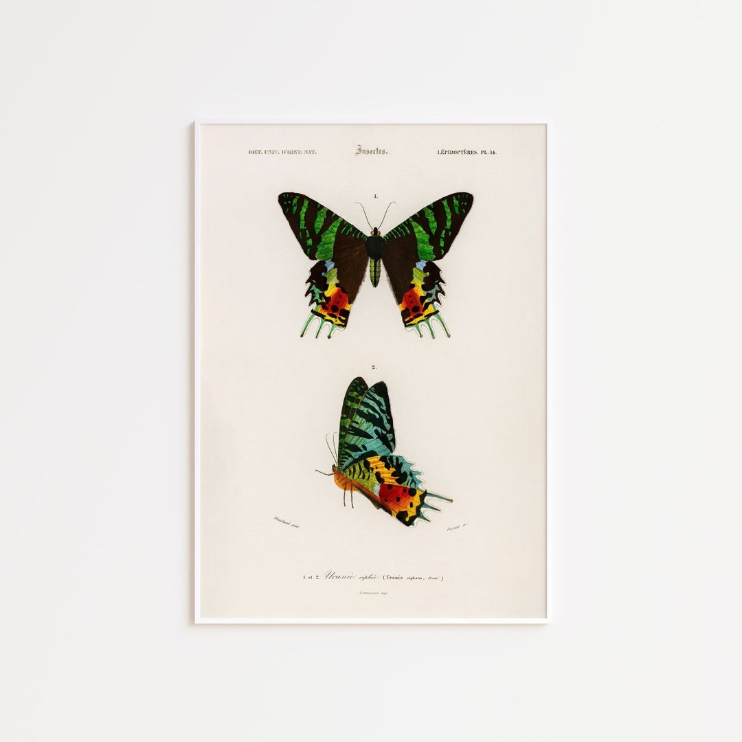 Madagascan Sunset Moth Vintage Art Print: Victorian Wall Decor (digital ...