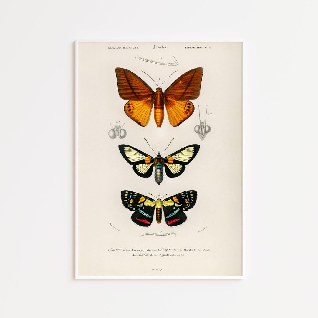 Vintage Moth Illustration Art Print: Victorian Wall Decor (digital ...