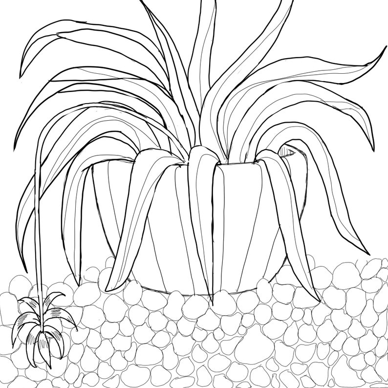 Coloring Pages | Houseplants - Etsy