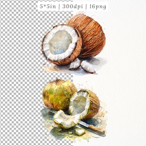 Watercolor Coconut Clipart PNG - Tropical Fruit Illustration Set ...