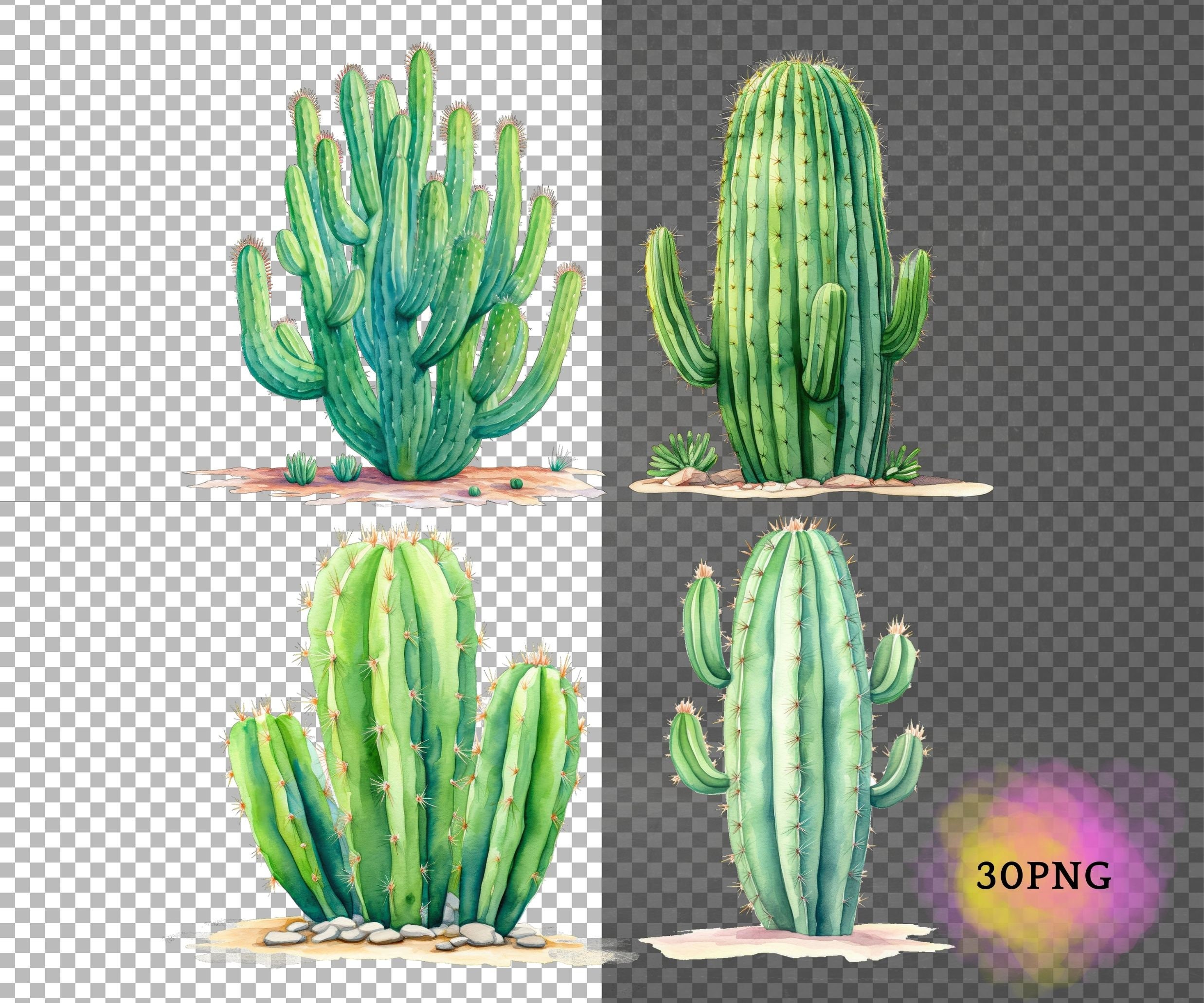 Watercolor Cactus Clipart - Desert Succulent PNG, Floral Cacti Stickers ...