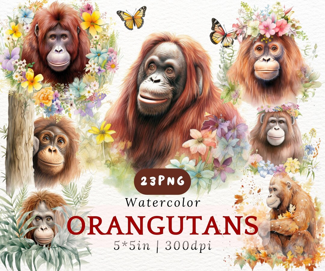 Watercolor Orangutan PNG Clipart - 23 Floral Jungle Apes for Wildlife ...