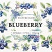 Blueberry Watercolor Clipart, Decorative Frame, Line, Leaf, Fruit ...