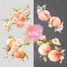 Peach Watercolor Clipart, Decorative Frame, Line, Leaf, Fruit, Divider ...