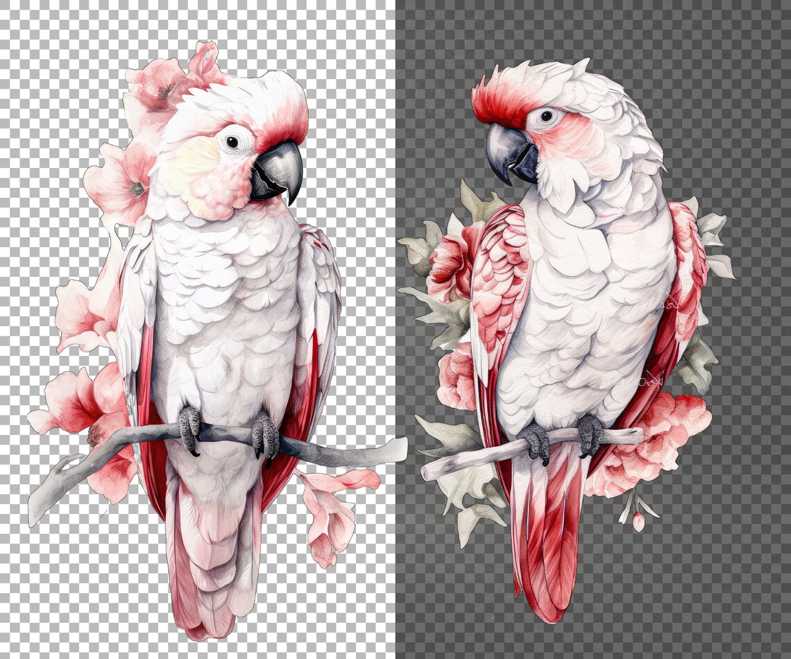 Blush Pink Parrot Watercolor Clipart - Cockatoo Birds With Flowers ...