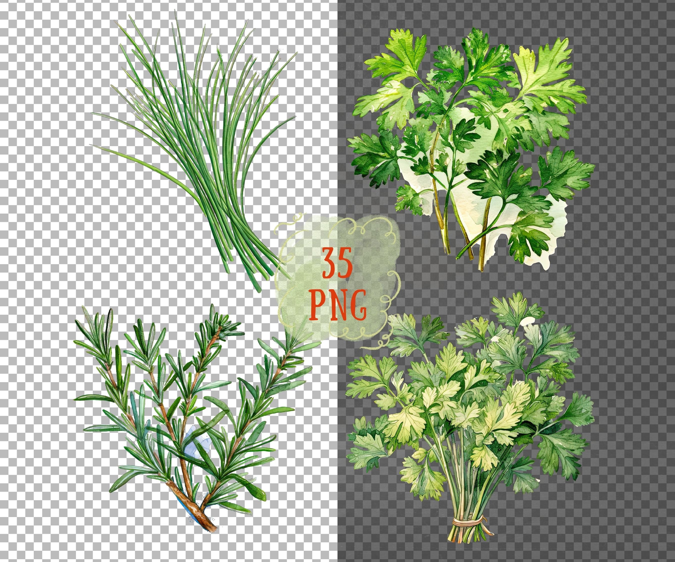 Herbs and Spices Watercolor Clipart, Chives, Basil, Garlic, Chili ...