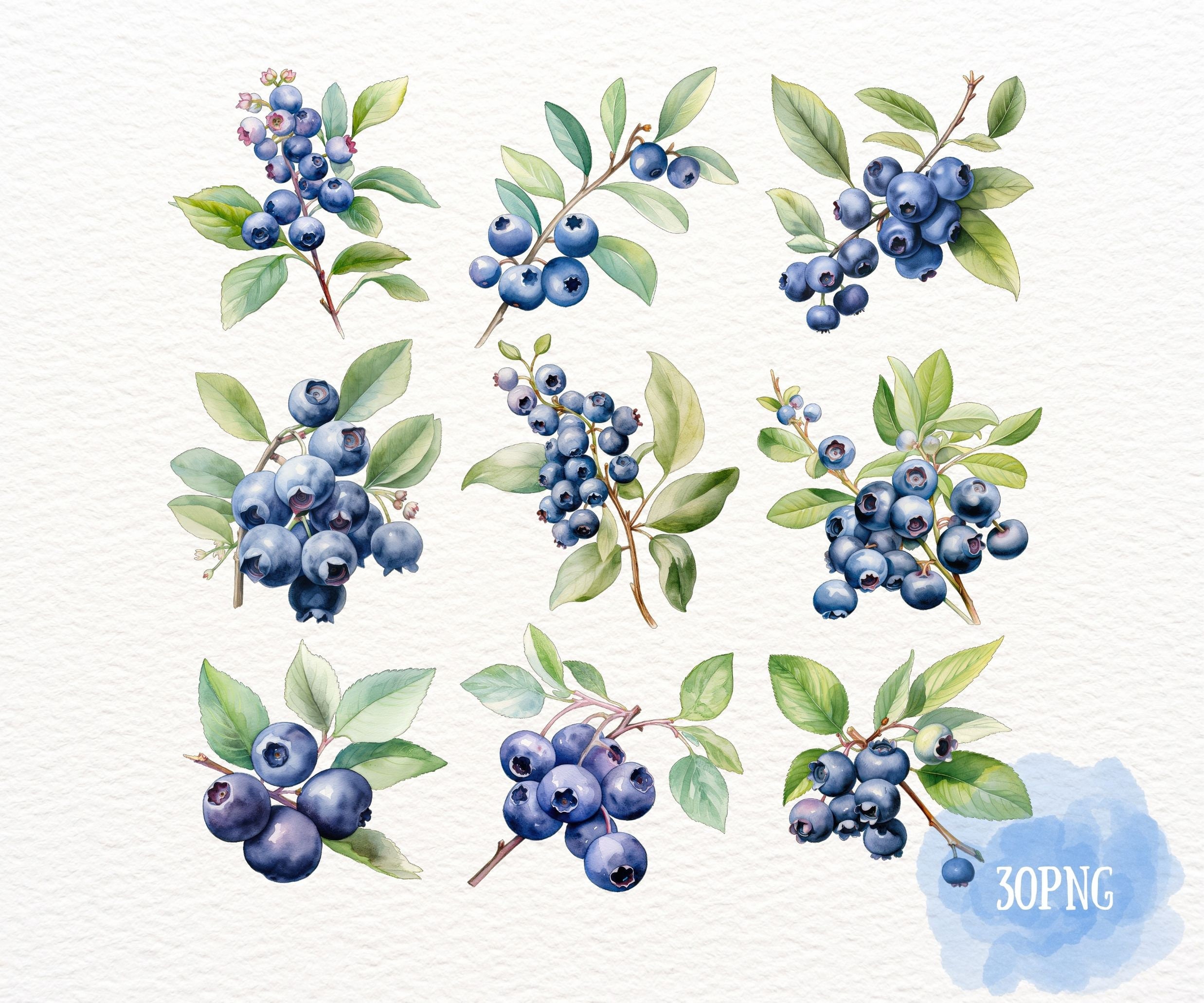 Blueberry Watercolor Clipart, Decorative Frame, Line, Leaf, Fruit ...