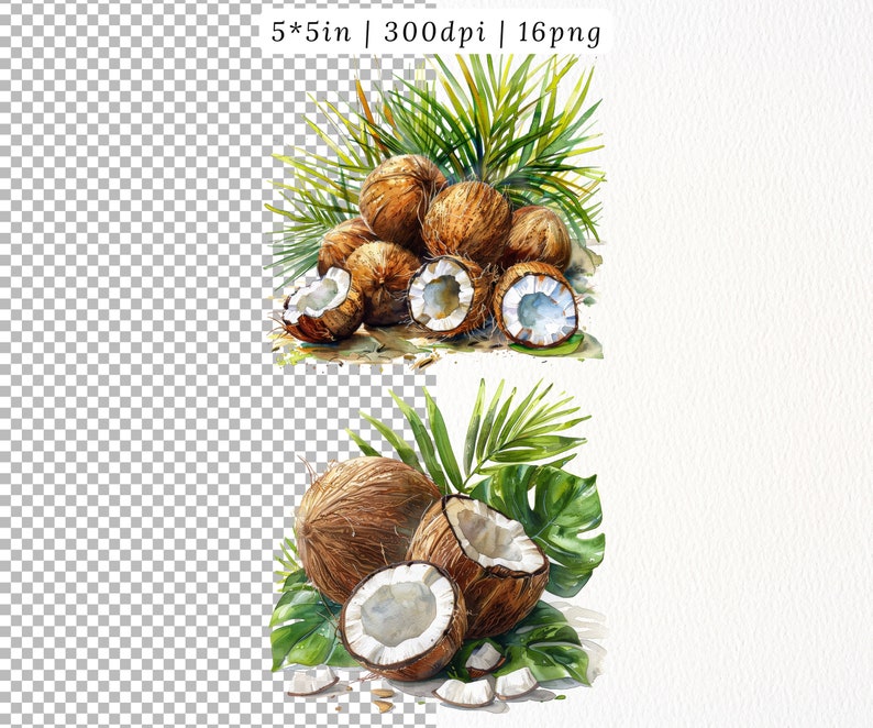 Watercolor Coconut Clipart PNG - Tropical Fruit Illustration Set ...