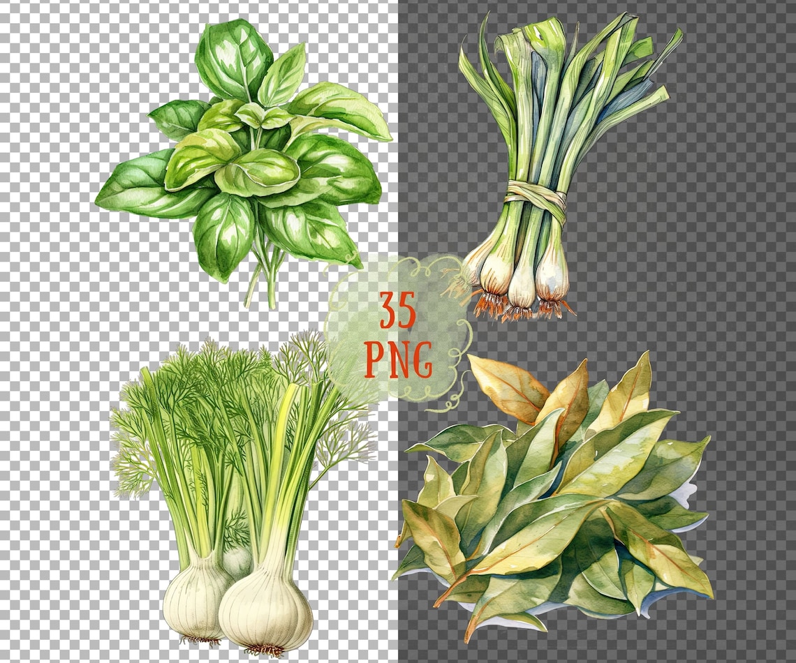 Herbs and Spices Watercolor Clipart Chives Basil Garlic - Etsy