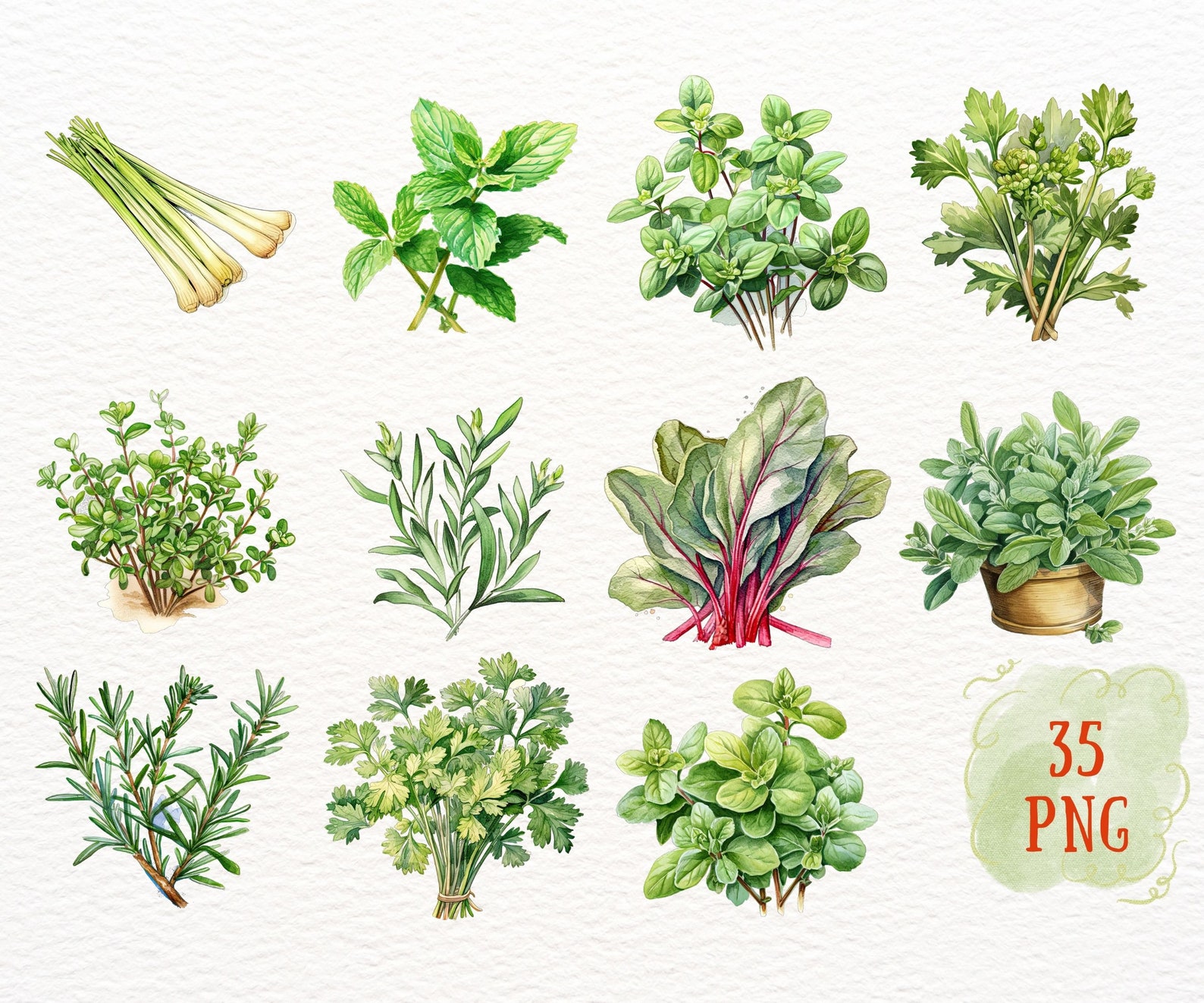 Herbs and Spices Watercolor Clipart, Chives, Basil, Garlic, Chili ...