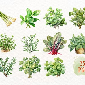 Herbs and Spices Watercolor Clipart, Chives, Basil, Garlic, Chili ...