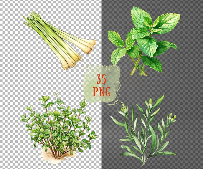 Herbs and Spices Watercolor Clipart, Chives, Basil, Garlic, Chili ...