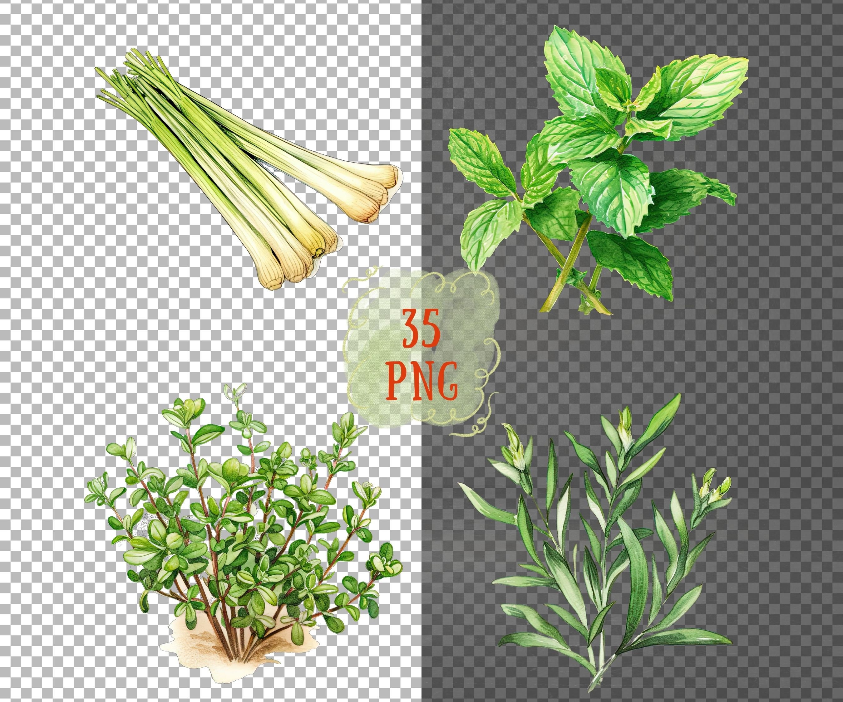Herbs and Spices Watercolor Clipart, Chives, Basil, Garlic, Chili ...