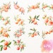 Peach Watercolor Clipart, Decorative Frame, Line, Leaf, Fruit, Divider ...