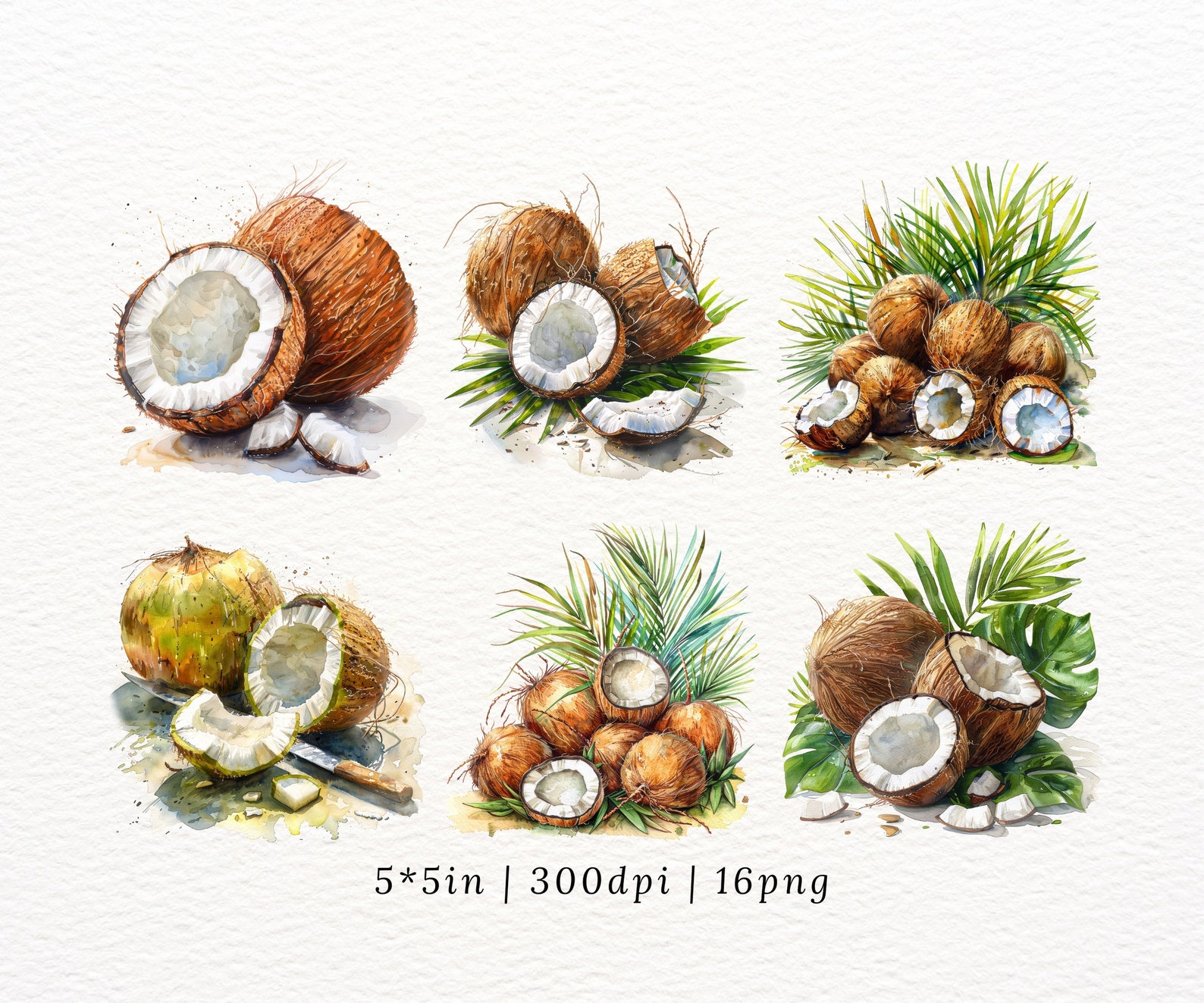 Watercolor Coconut Clipart PNG - Tropical Fruit Illustration Set ...