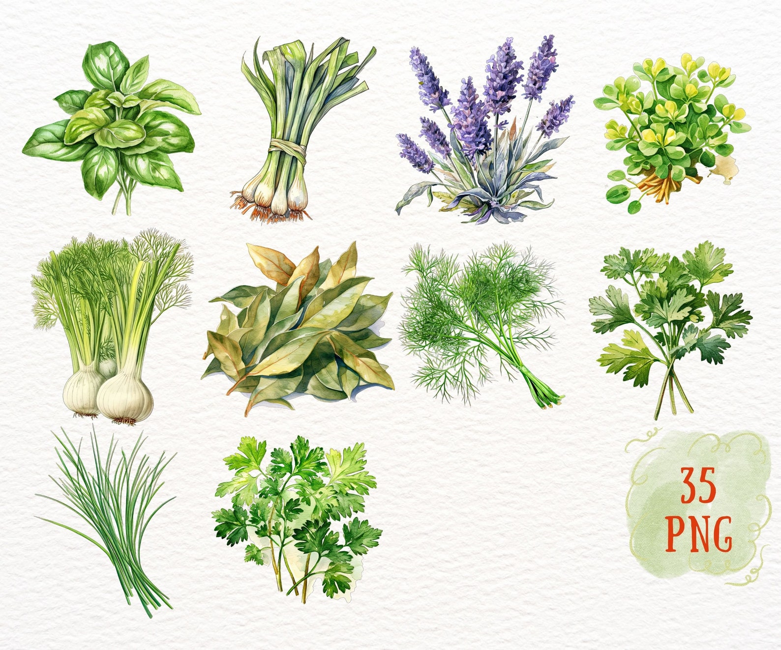 Herbs and Spices Watercolor Clipart, Chives, Basil, Garlic, Chili ...