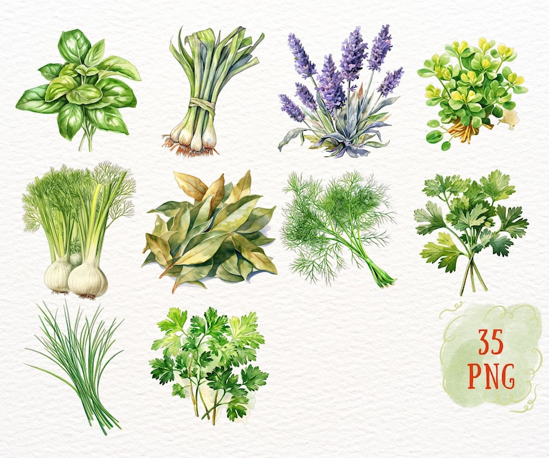 Herbs and Spices Watercolor Clipart, Chives, Basil, Garlic, Chili ...