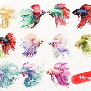 Watercolor Betta Fish Clipart Bundle , Colorful Vibrant Tropical ...