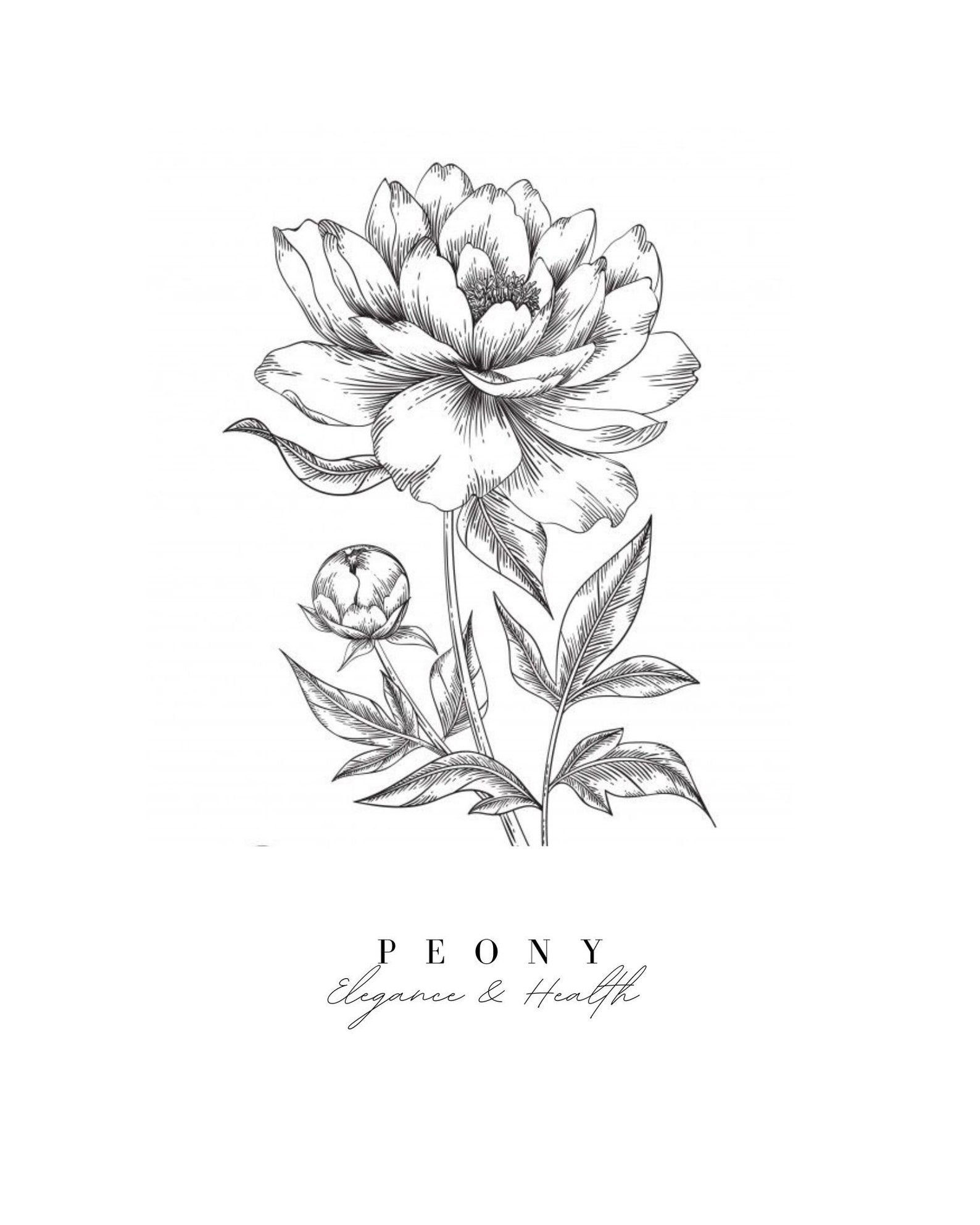 Peony Flower Floriography, Flower Print, Artwork, Botanical Meaning ...