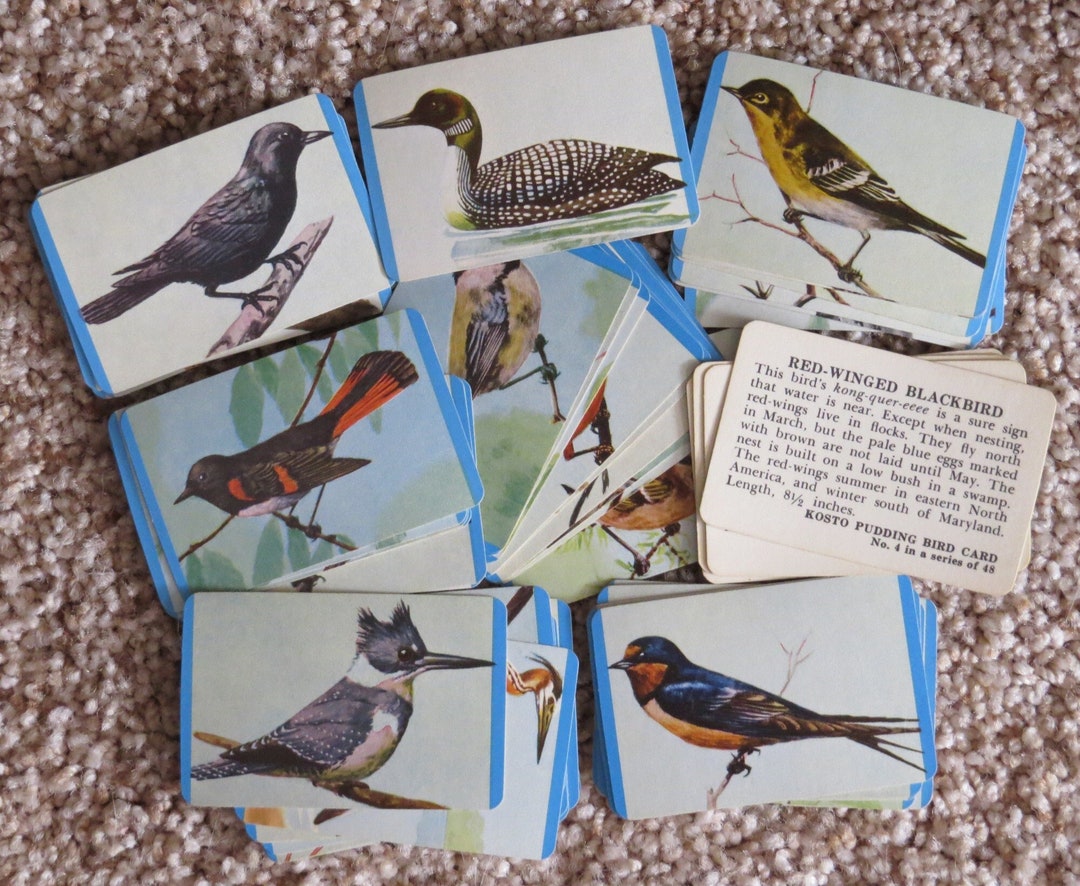 Complete Set Kosto Pudding Bird Cards - Etsy