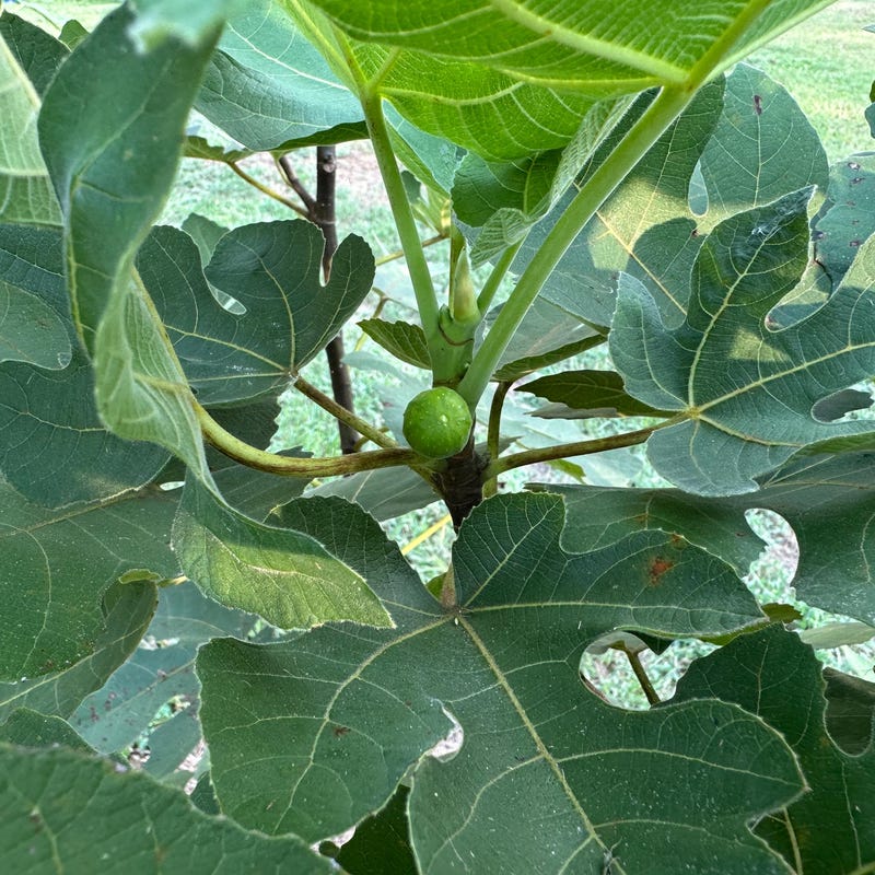 Fig Smith Cuttings - Etsy