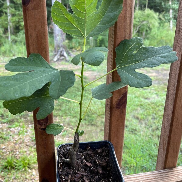 Smith Fig Tree - Etsy