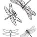 5 Digital Coloring Pages of Dragonfly's - Etsy