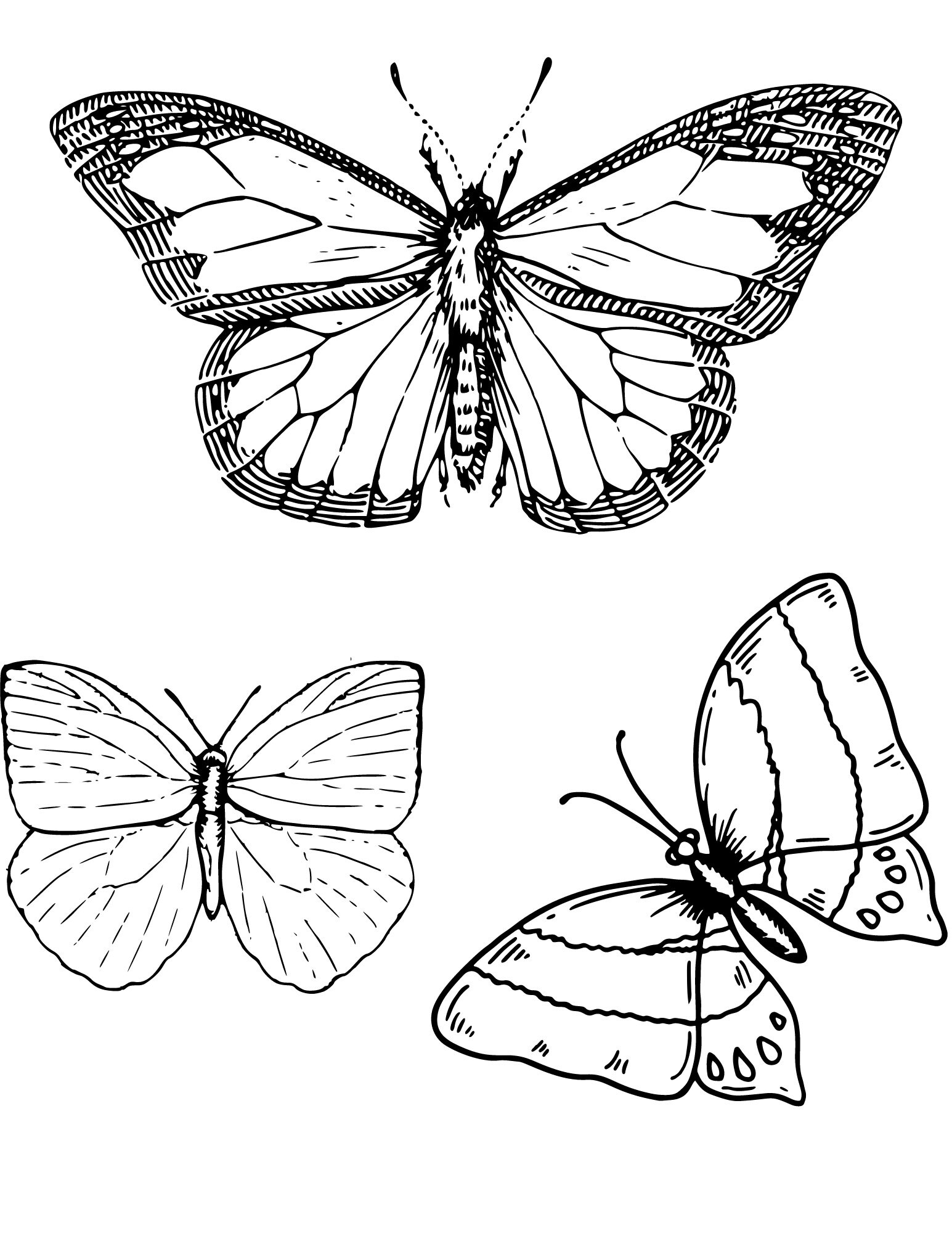 5 Printable Pages of Butterfly's for Coloring - Etsy