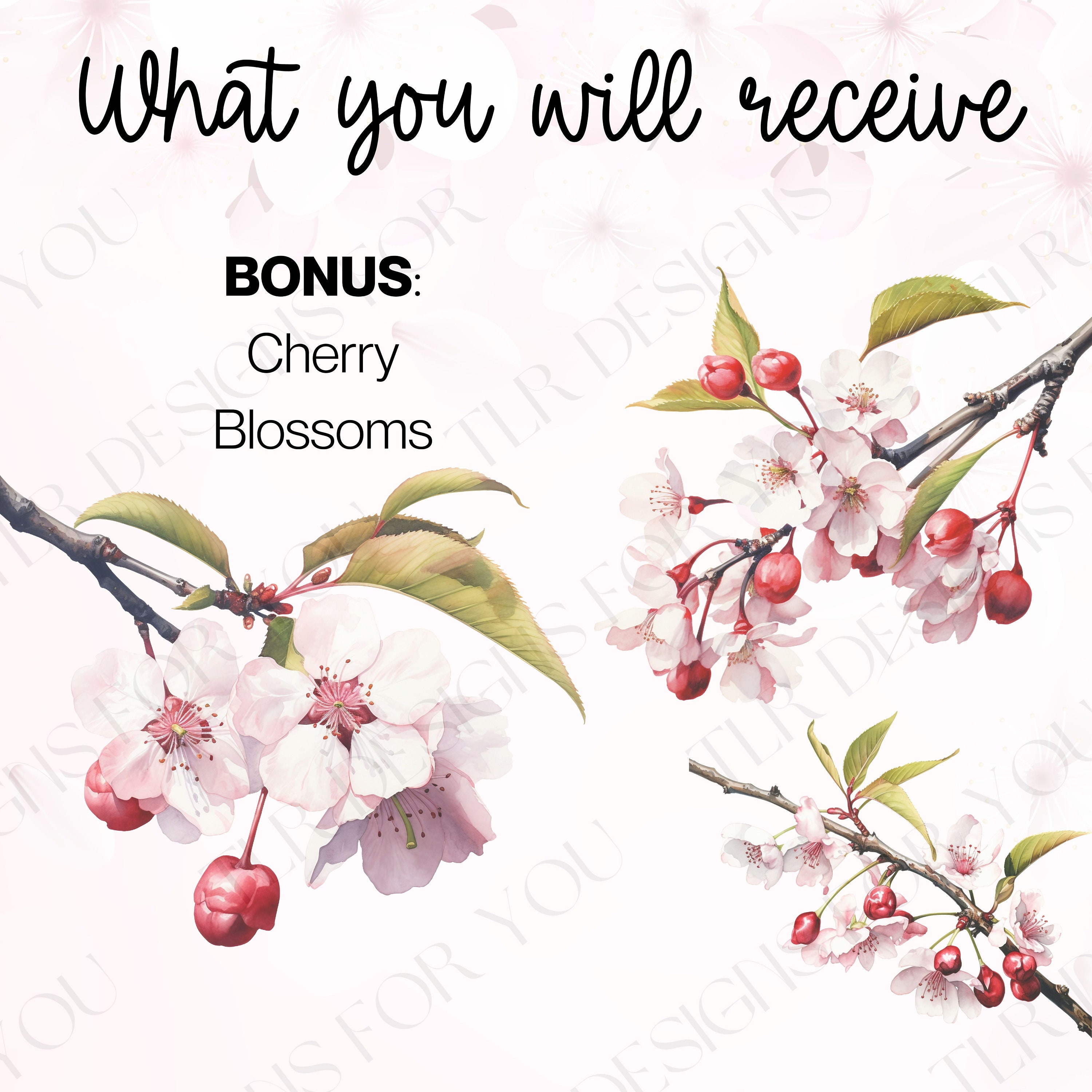 Cherry PNG Bundle Cherry Blossoms White Background Cherry Fruit ...
