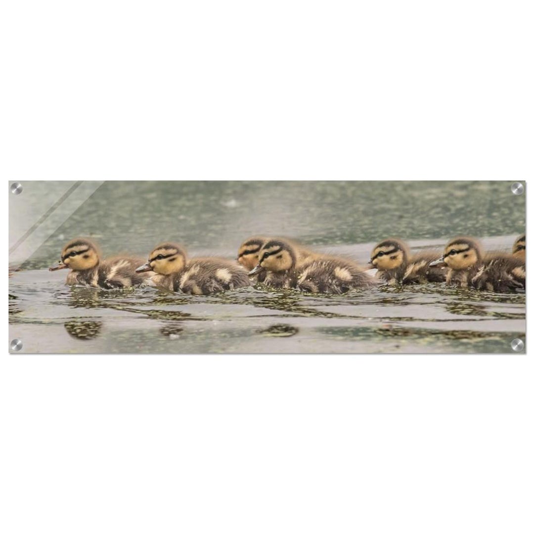 Duck, Duck Wall Art, Duck Wall Decor, Acrylic Photo Print Wall Art ...