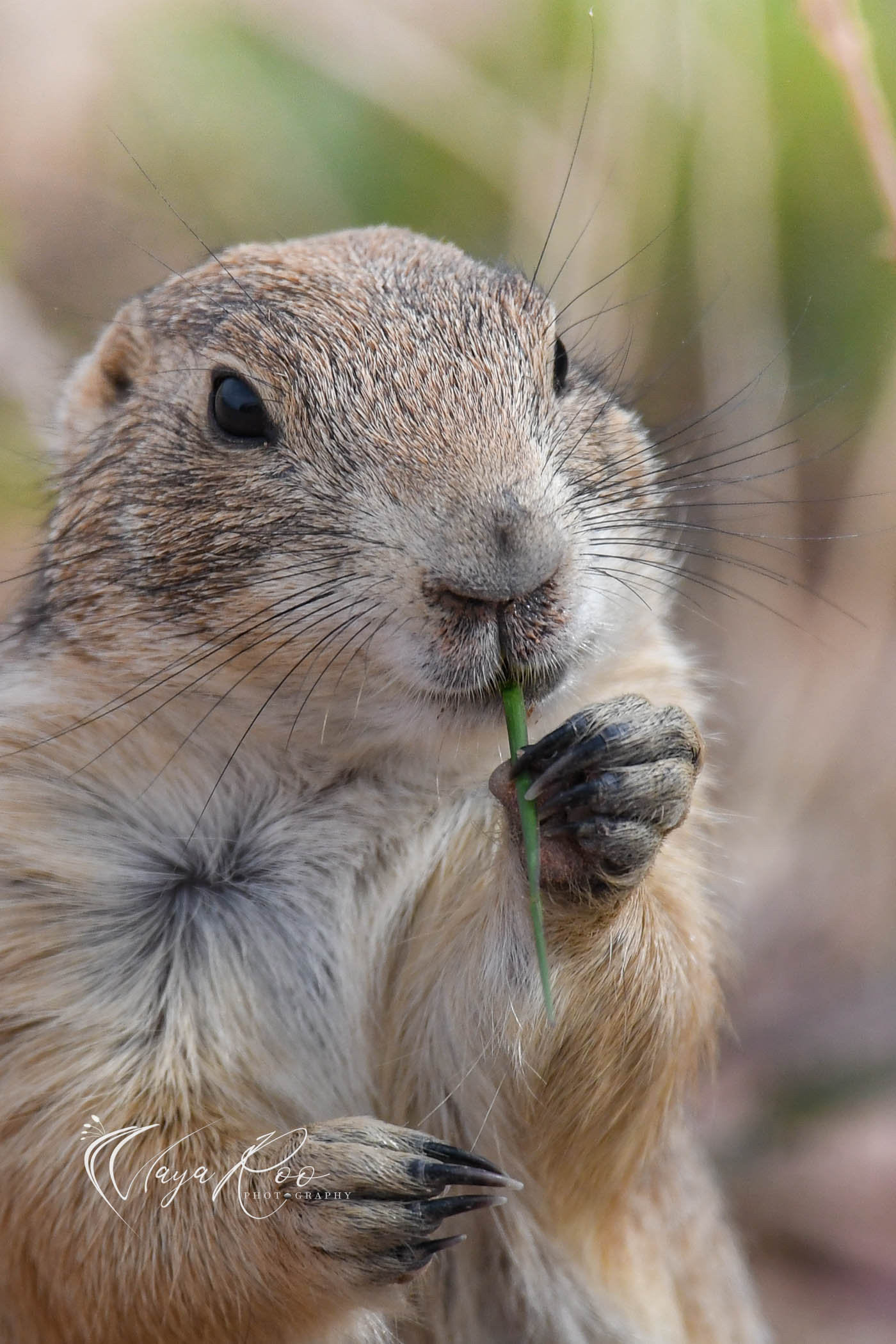 Prairie Dog Close up THREE INSTANT DOWNLOADS of Different Poses. Cute ...
