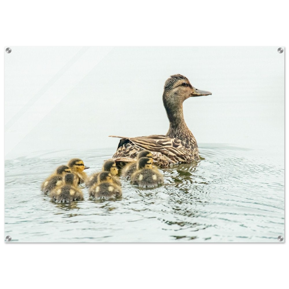 Duck, Duck Wall Art, Duck Wall Decor, Acrylic Print Wall Art, Mallard ...