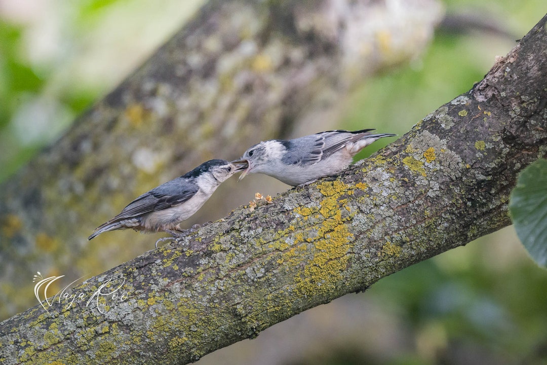 White Breasted Nuthatch Doing Mate Feeding INSTANT DOWNLOAD. Birds ...
